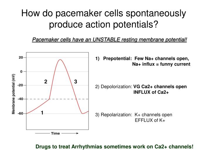 PPT - Cardiovascular Physiology PowerPoint Presentation - ID:6770062