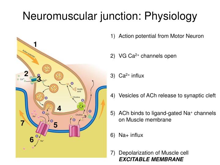 PPT - Muscle Physiology PowerPoint Presentation - ID:6770239