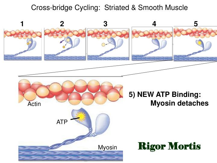 PPT - Muscle Physiology PowerPoint Presentation - ID:6770239