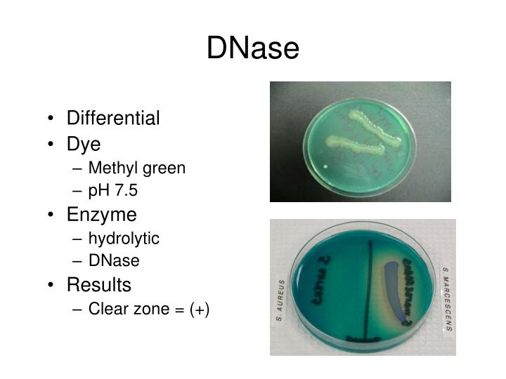 PPT - Staph and Strep PowerPoint Presentation - ID:6770788