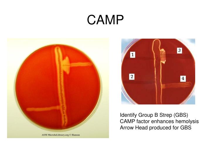 PPT - Staph and Strep PowerPoint Presentation - ID:6770788