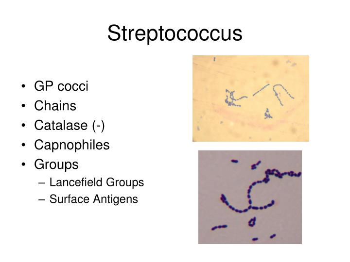 PPT - Staph and Strep PowerPoint Presentation - ID:6770788