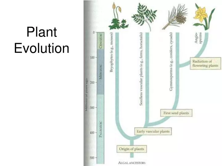 PPT - Plant Evolution PowerPoint Presentation, free download - ID:6770899