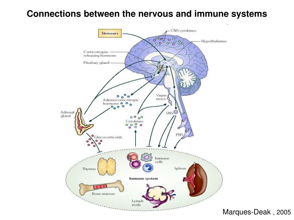 Ppt Stress Dependent Glucocorticoids And Proinflammatory Cytokines