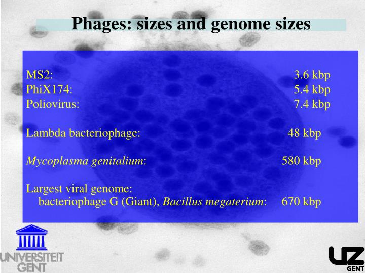 PPT - Phage therapy PowerPoint Presentation - ID:6772460