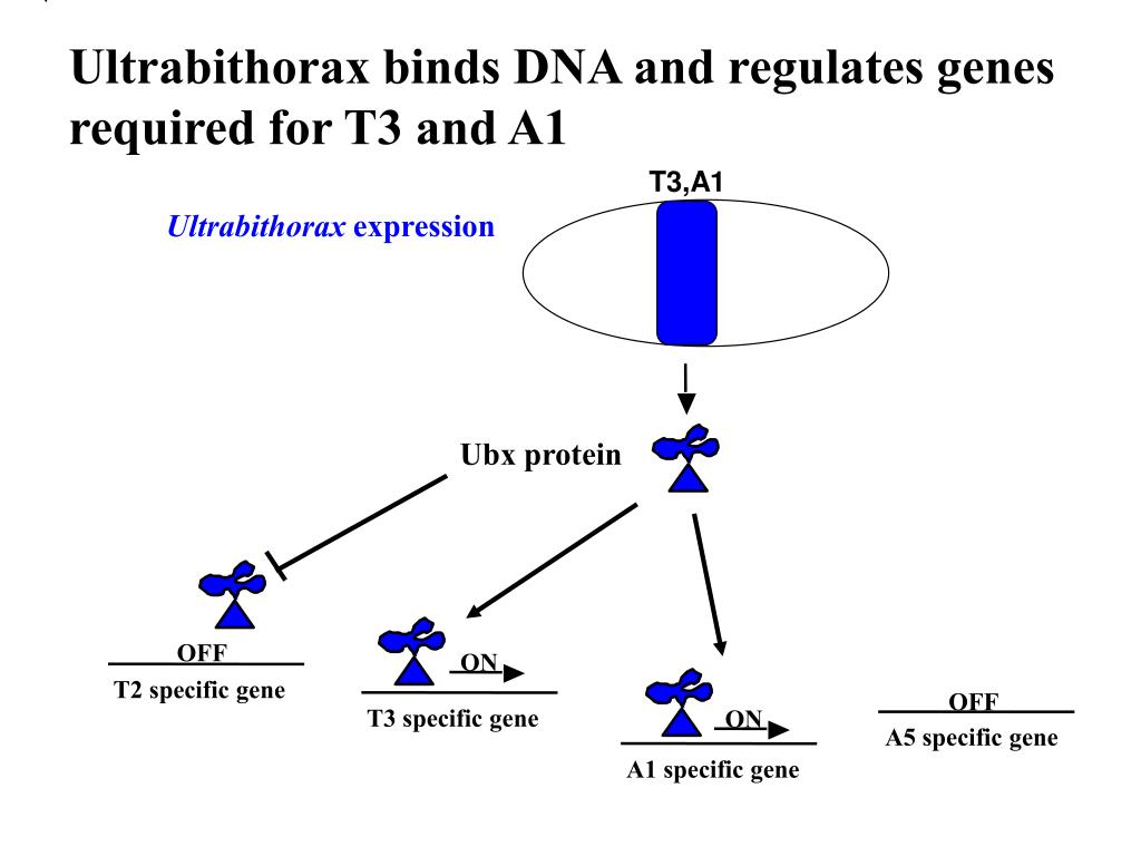 PPT - Drosophila homeotic mutants PowerPoint Presentation, free ...