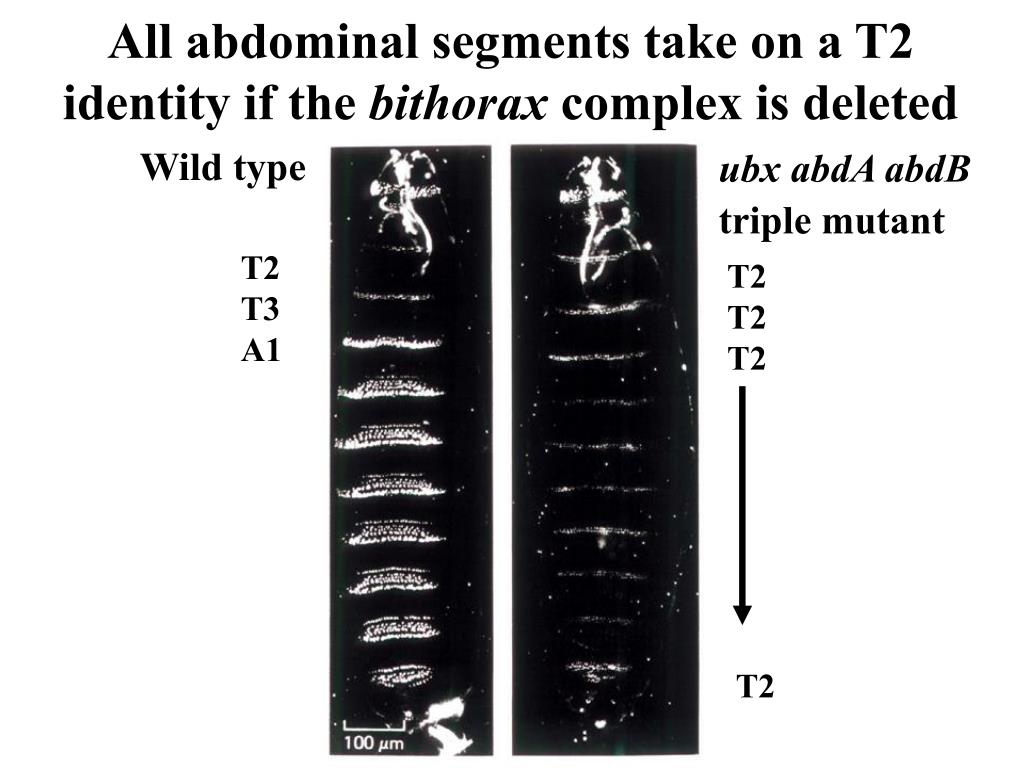 PPT - Drosophila homeotic mutants PowerPoint Presentation, free ...