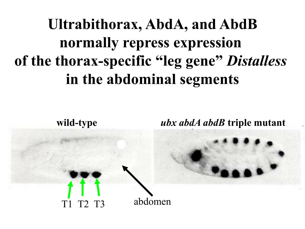 PPT - Drosophila homeotic mutants PowerPoint Presentation, free ...