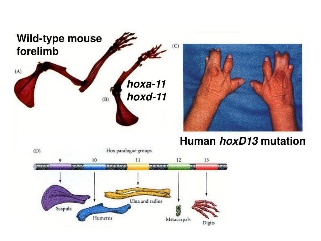 PPT - Drosophila homeotic mutants PowerPoint Presentation, free ...