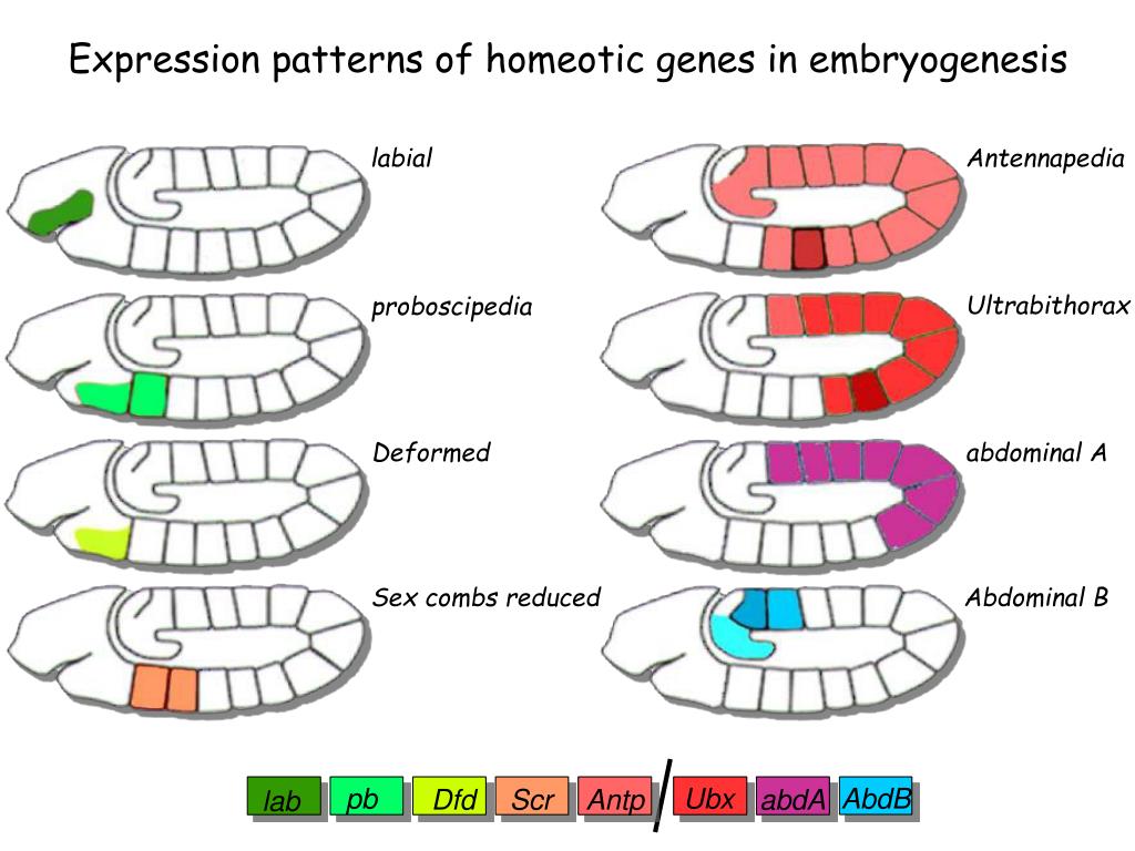 PPT - Drosophila homeotic mutants PowerPoint Presentation, free ...