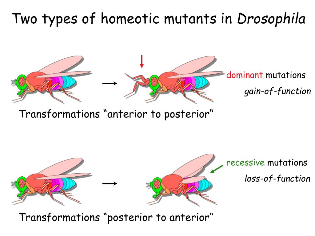 PPT - Drosophila homeotic mutants PowerPoint Presentation, free ...