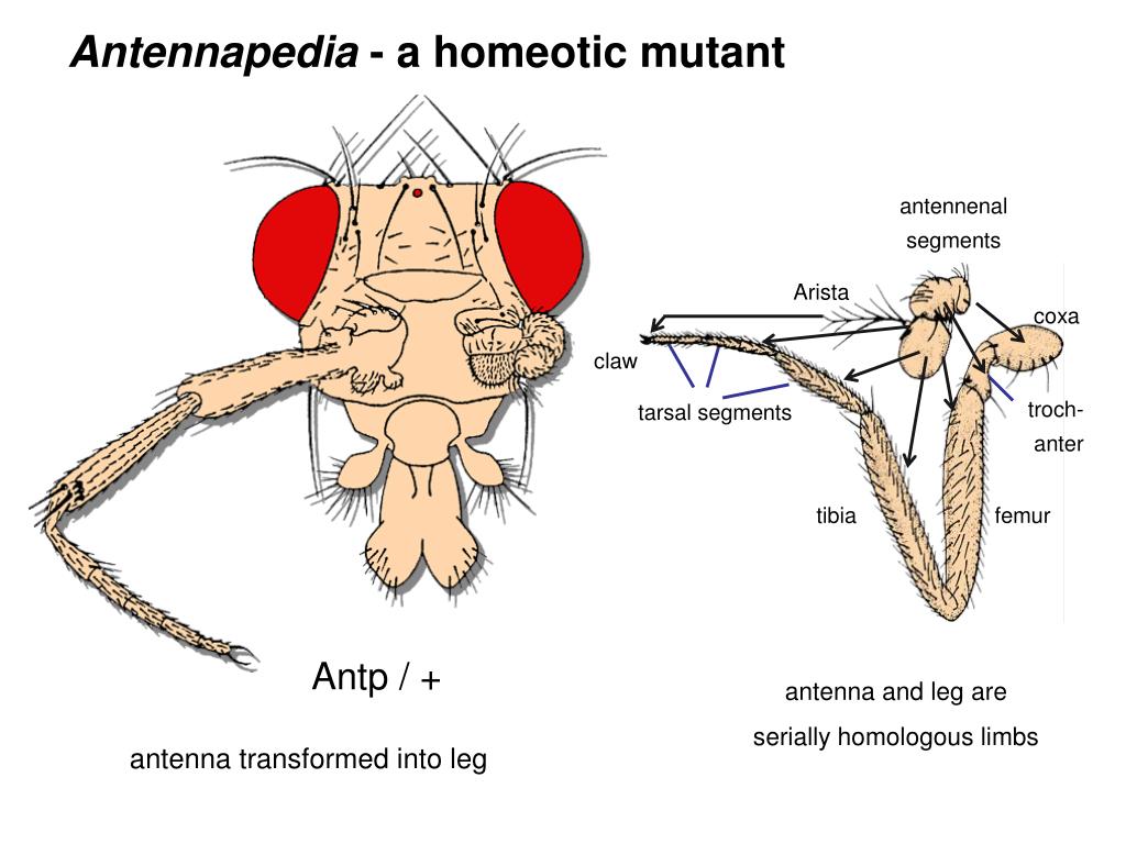 PPT - Drosophila homeotic mutants PowerPoint Presentation, free ...