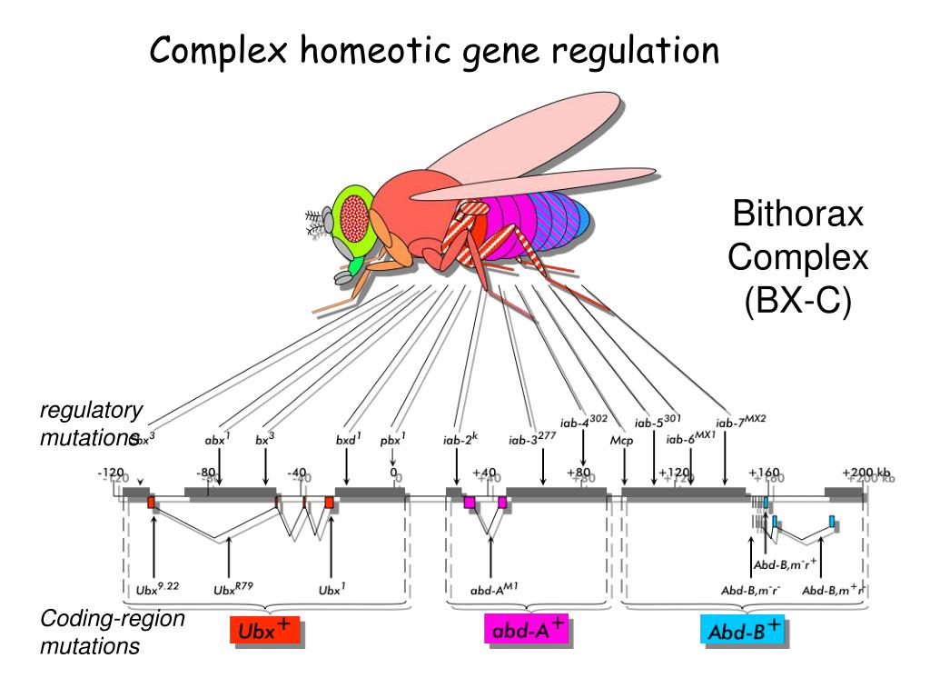 PPT - Drosophila homeotic mutants PowerPoint Presentation, free ...