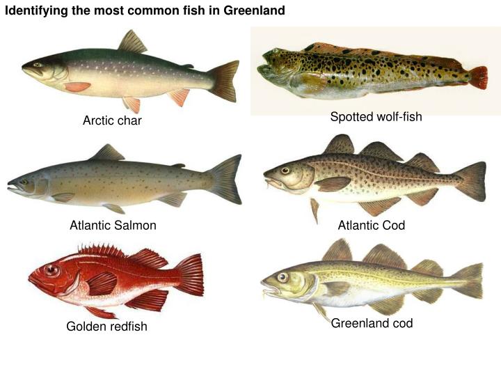 PPT - Names of the most common fish in Greenland PowerPoint ...