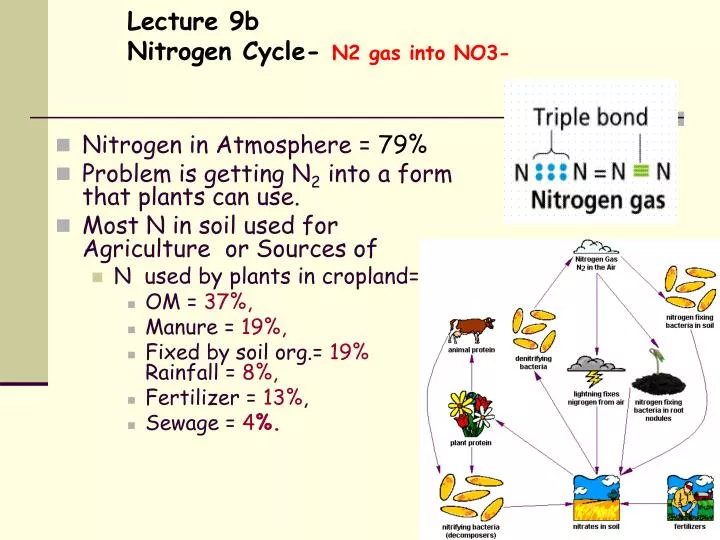 PPT - Lecture 9b Nitrogen Cycle- N2 gas into NO3- PowerPoint ...