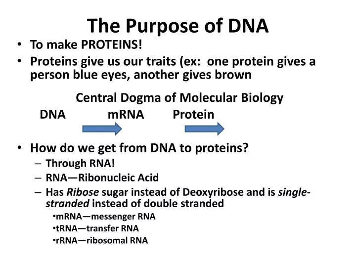 PPT - The Purpose of DNA PowerPoint Presentation, free download - ID ...