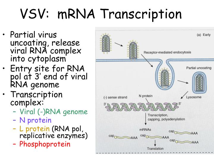 PPT - Replication of Negative-Sense RNA Virus (Monopartite) PowerPoint ...