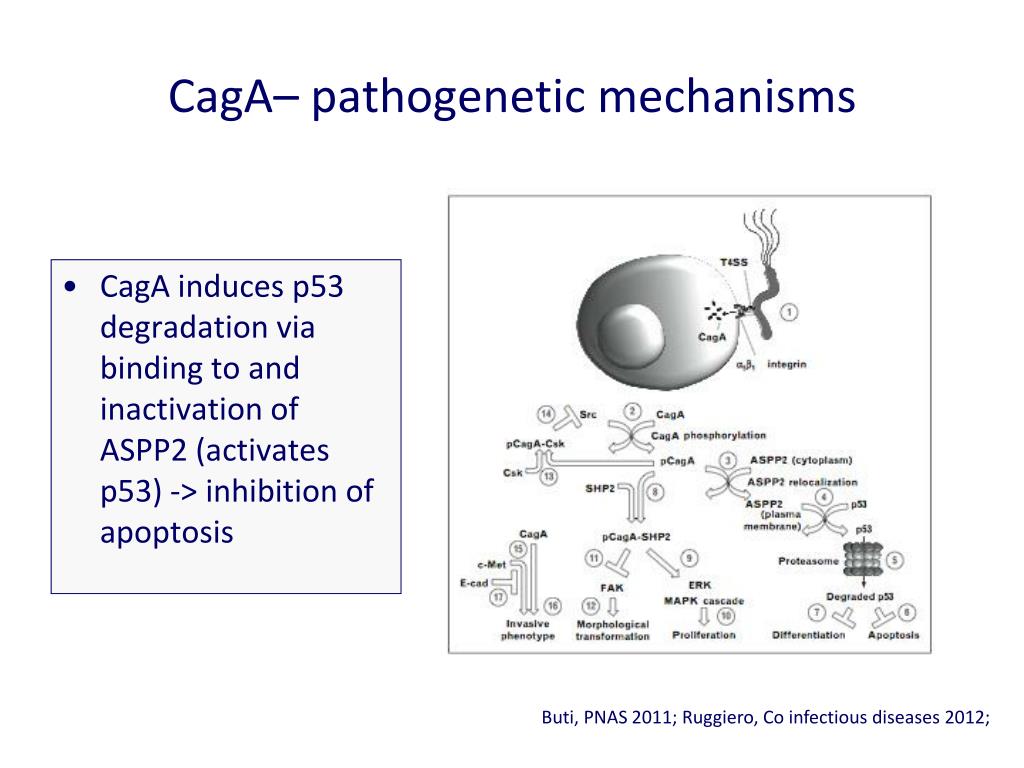 PPT - Helicobacter pylori and gastric cancer PowerPoint Presentation ...