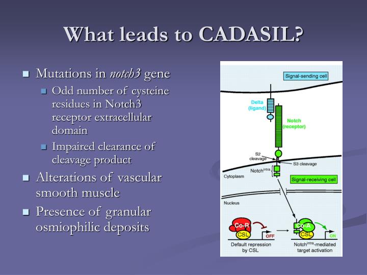PPT - CADASIL PowerPoint Presentation - ID:6779560