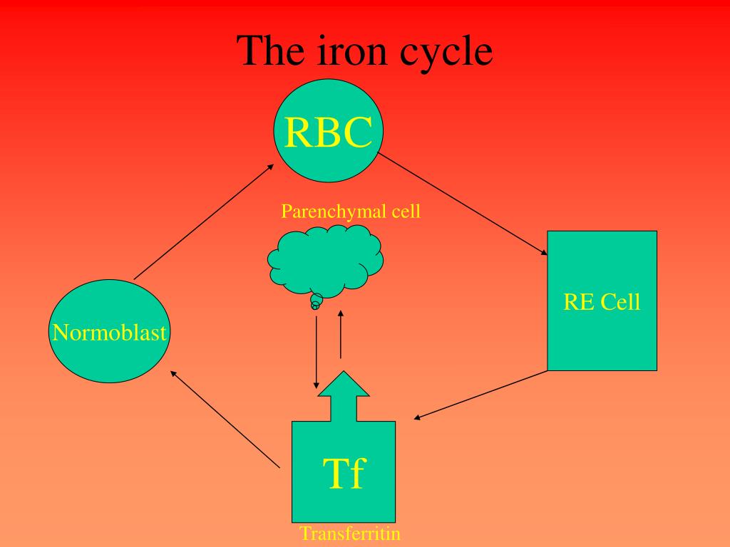 PPT - Clinical Case Presentation #5 Iron Deficiency Anemia PowerPoint ...