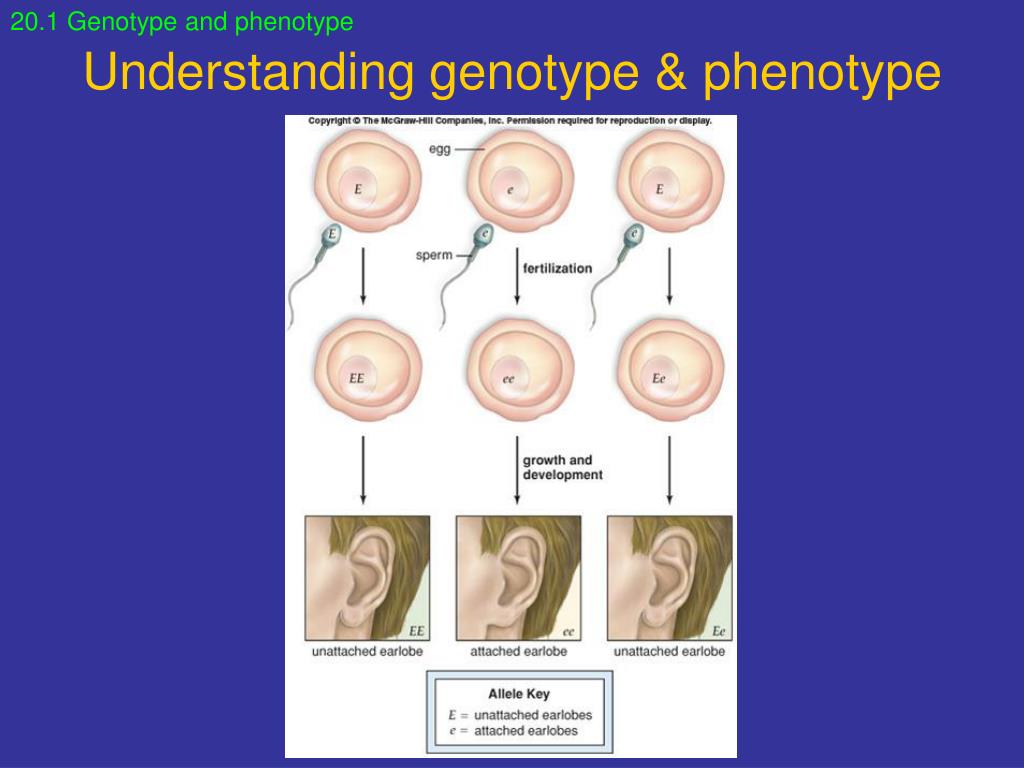 Ppt Chapter 20 Powerpoint Presentation Free Download Id 6781841