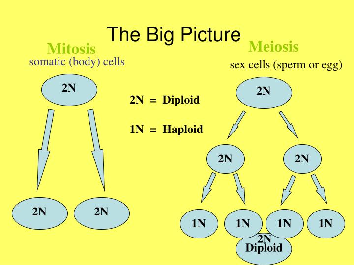 PPT - Unit 10 – DNA, RNA, & Protein Synthesis PowerPoint Presentation ...