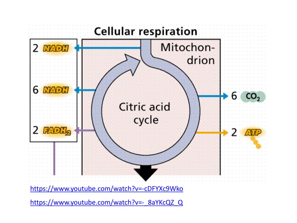 PPT Chapter 8 Section 3 Cellular Respiration PowerPoint PPT Chapter 8 Section 3 Cellular Respiration PowerPoint