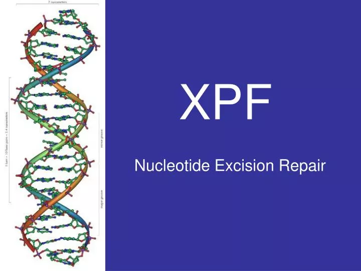 PPT - XPF PowerPoint Presentation, free download - ID:6783725