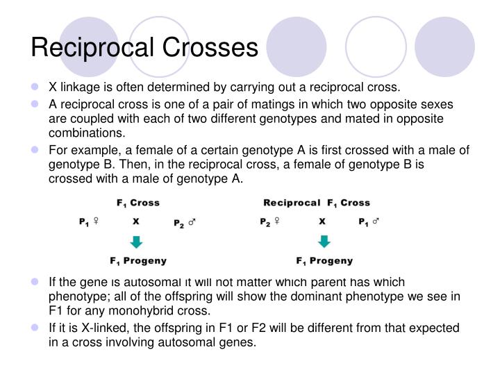 PPT - Sex linkage and Pedigrees PowerPoint Presentation - ID:6783856
