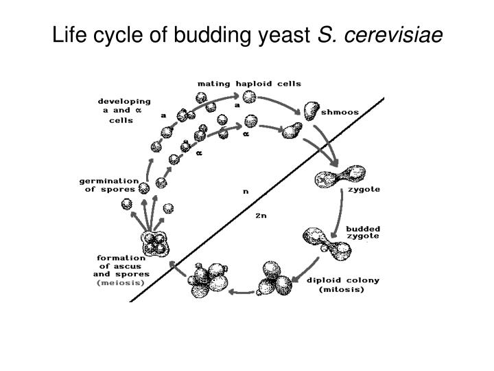 Ppt Sporulation In Budding Yeast S Cerevisiae And The Story Of Yeast Aquaporin Aqy1