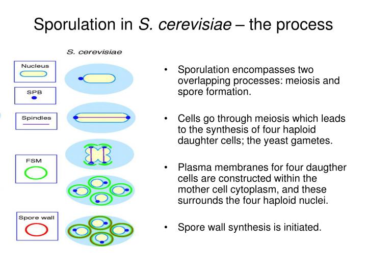 PPT - Sporulation in budding yeast S. cerevisiae and the story of yeast ...
