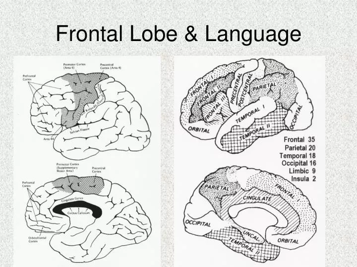 PPT - Frontal Lobe & Language PowerPoint Presentation, free download ...