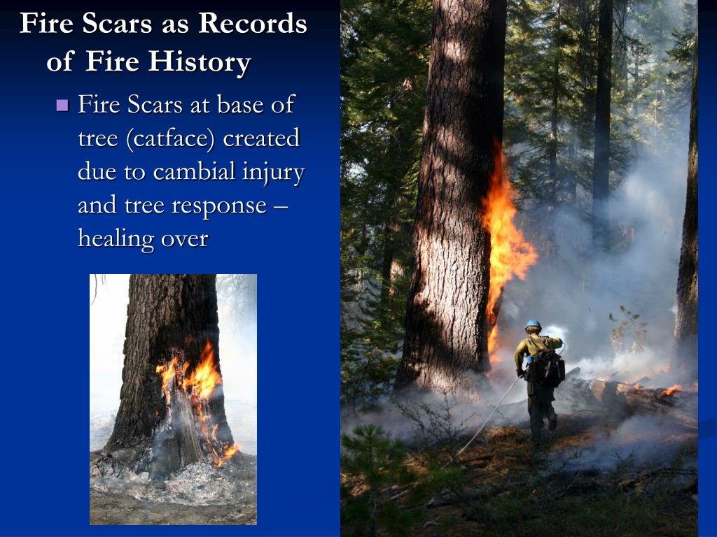 PPT - ESPM 181: Fire History Labs: Fire-Scar Dendrochronology ...
