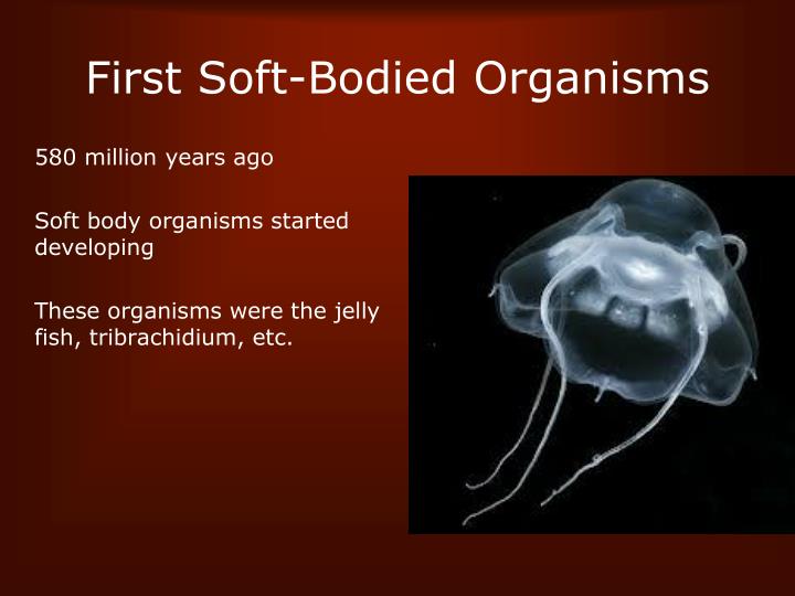 PPT - Earth’s Geological History PowerPoint Presentation - ID:6789619