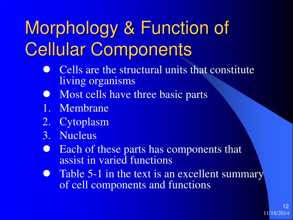 PPT - Hematology 425 Hematopoiesis PowerPoint Presentation, free ...