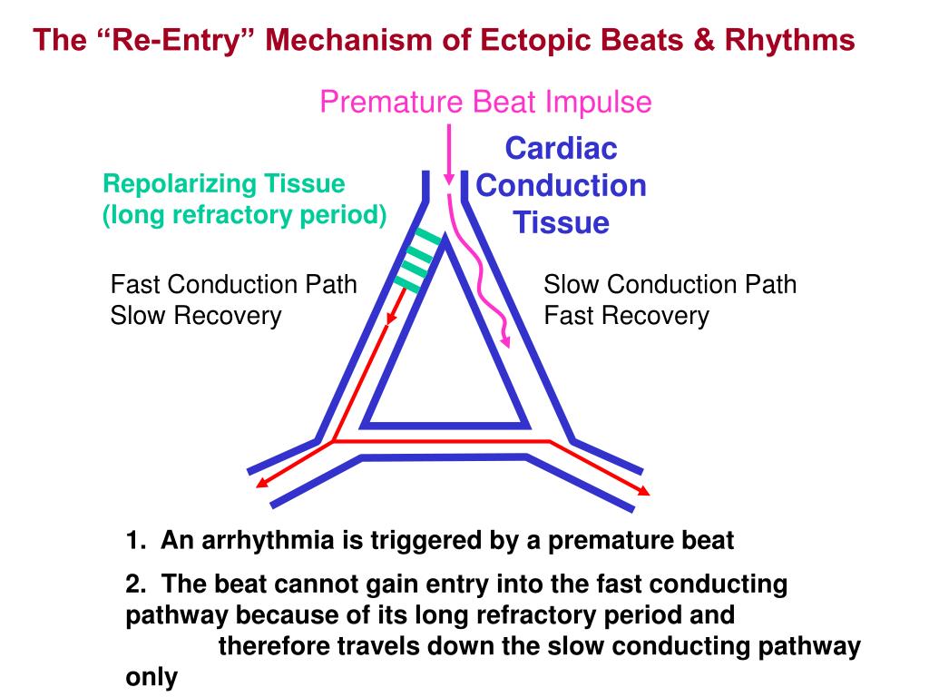 PPT - KINE 639 - Dr. Green Section 3 Terminology and Definitions of ...