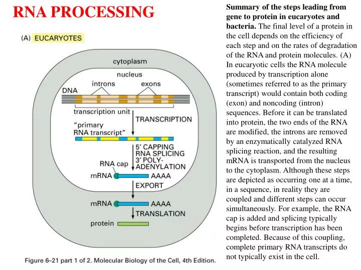 PPT - RNA PROCESSING PowerPoint Presentation, free download - ID:6792421