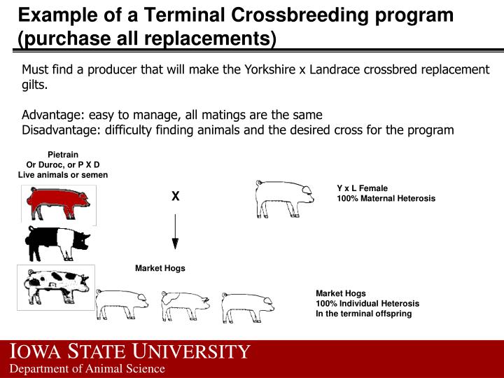 PPT - Developing and Implementing A Genetic Improvement Program ...