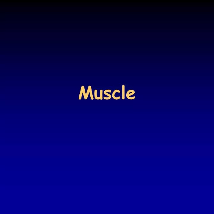 PPT - Muscle PowerPoint Presentation, free download - ID:6792601
