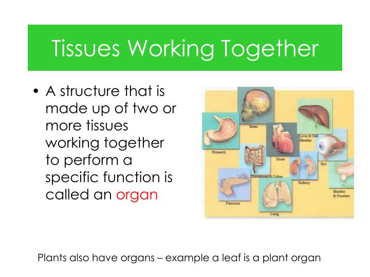 PPT - Holt Cells, Heredity and Classification PowerPoint Presentation ...