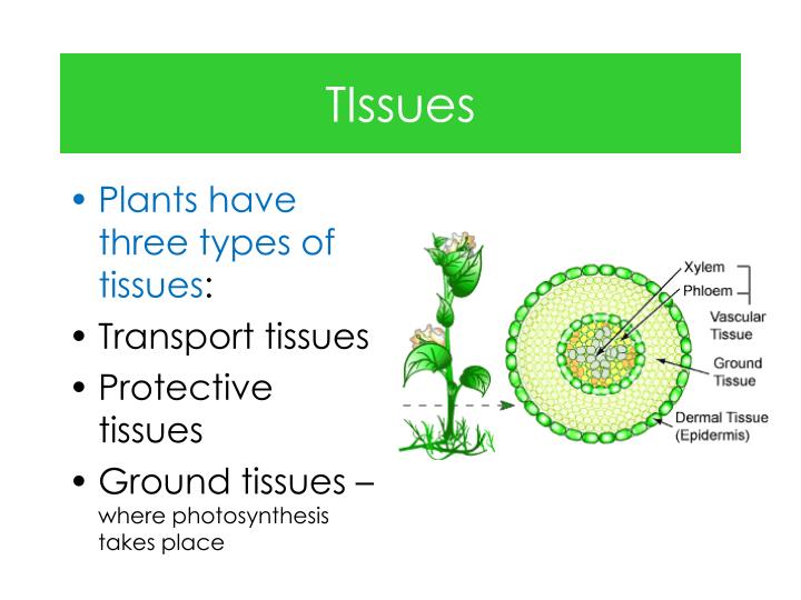 PPT - Holt Cells, Heredity and Classification PowerPoint Presentation ...