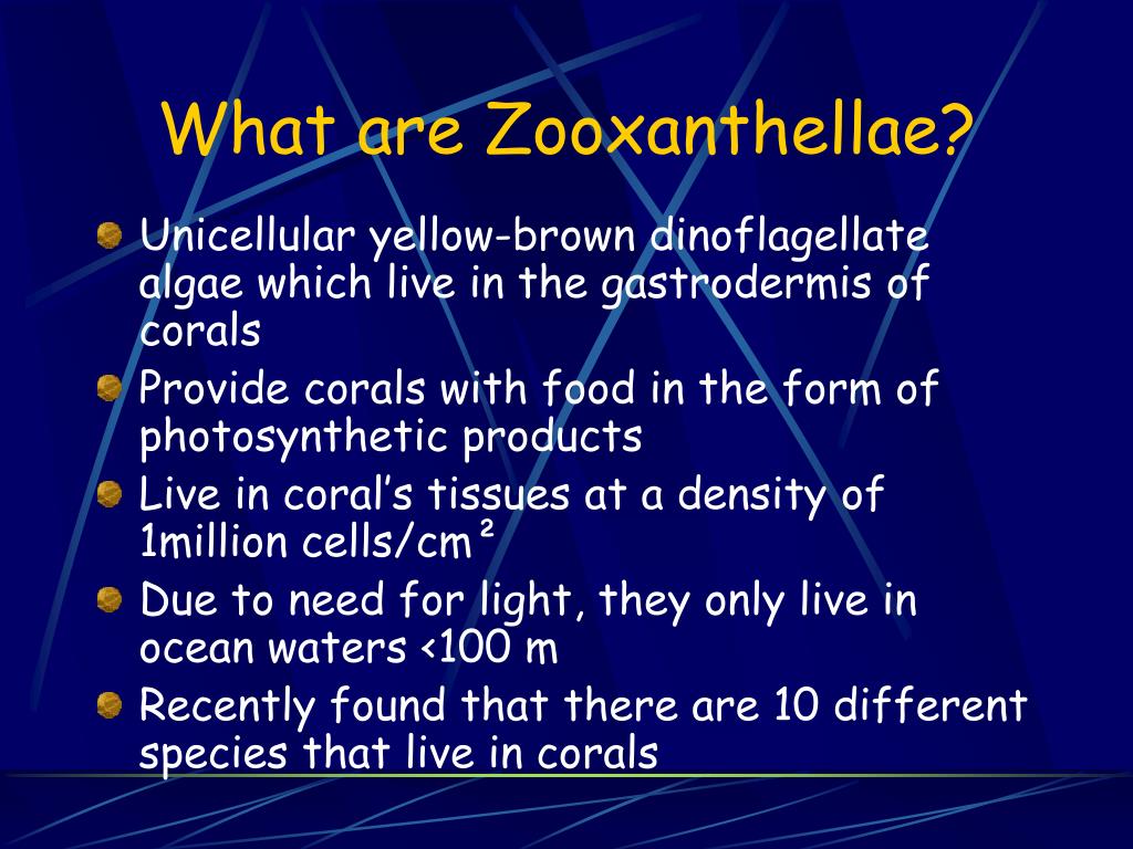 PPT - Symbiosis between Zooxanthellae & Corals PowerPoint Presentation ...