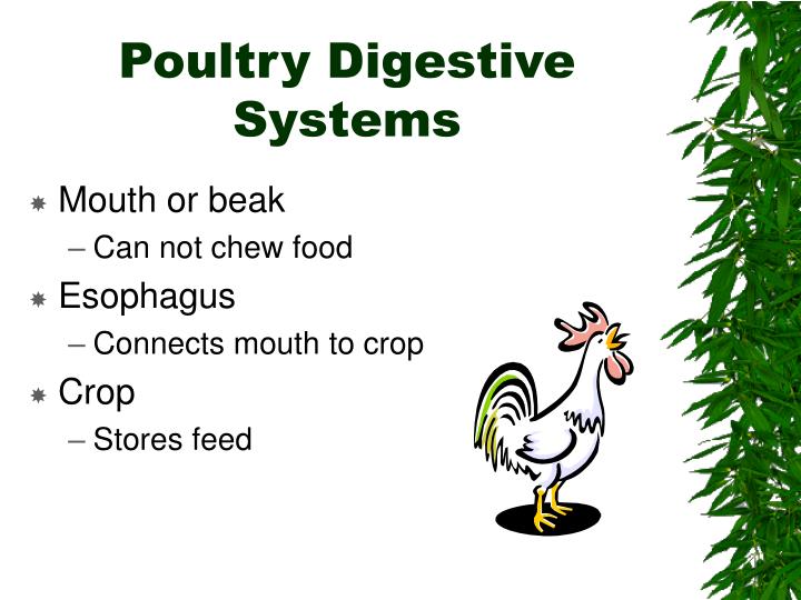 PPT - Animal Digestion and Nutrition PowerPoint Presentation - ID:6796133