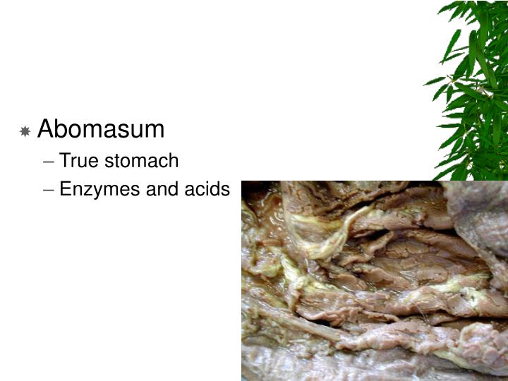 PPT - Animal Digestion and Nutrition PowerPoint Presentation - ID:6796133