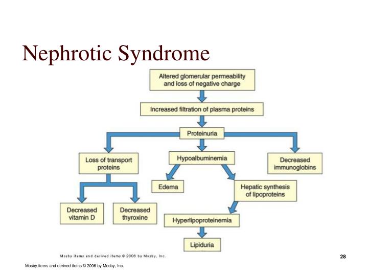 PPT - Alterations of Renal and Urinary Tract Function PowerPoint ...