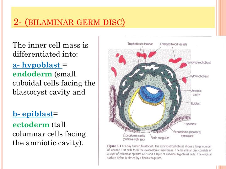 PPT - 2 nd WEEK OF DEVELOPMENT Formation of Bilaminar Disc PowerPoint ...