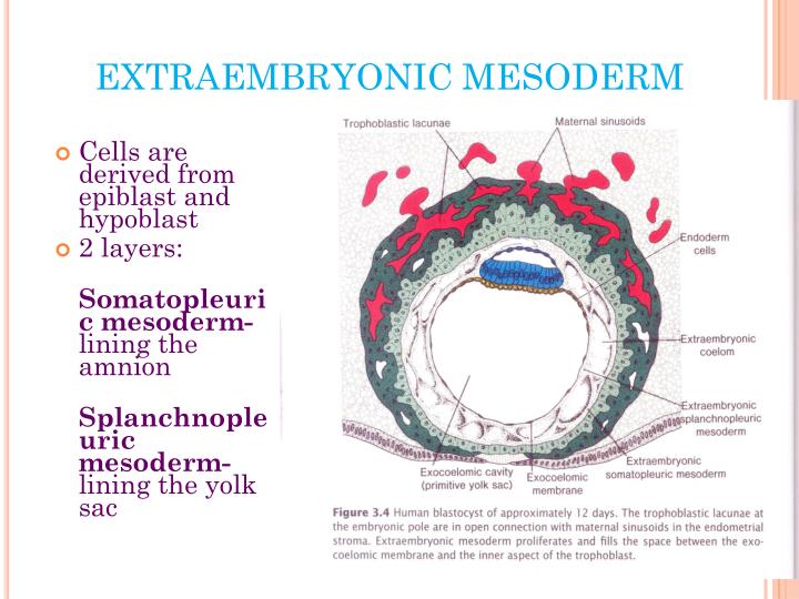 PPT - 2 nd WEEK OF DEVELOPMENT Formation of Bilaminar Disc PowerPoint ...