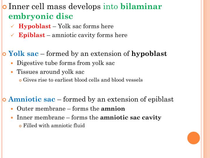 PPT - 2 nd WEEK OF DEVELOPMENT Formation of Bilaminar Disc PowerPoint ...
