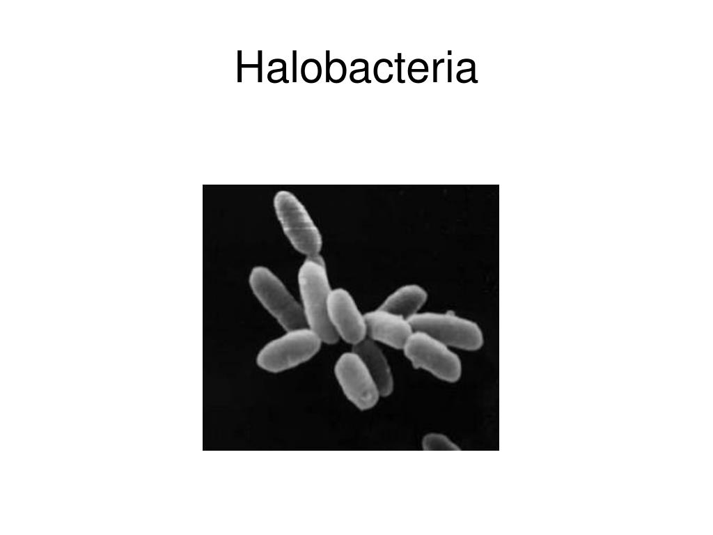 PPT - Biology 261 Microbiology and Immunology for Health profession ...
