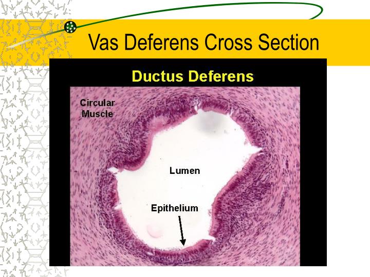 PPT - Male Reproductive Tract PowerPoint Presentation - ID:6800648